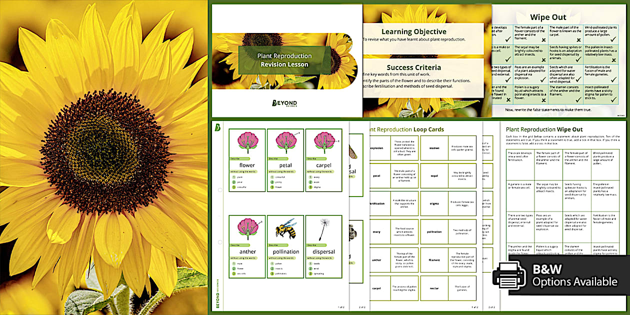 KS3 Reproduction: Plant Reproduction Revision Lesson