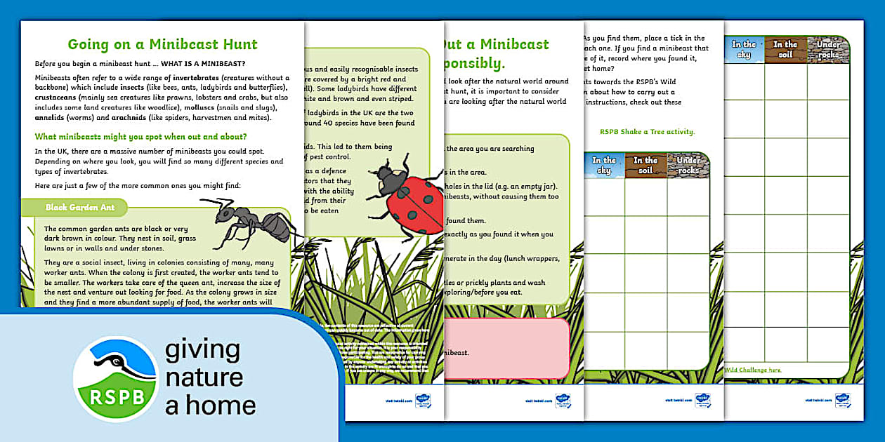 FREE! - Going on a Minibeast Hunt (Ages 5 - 7) - Twinkl