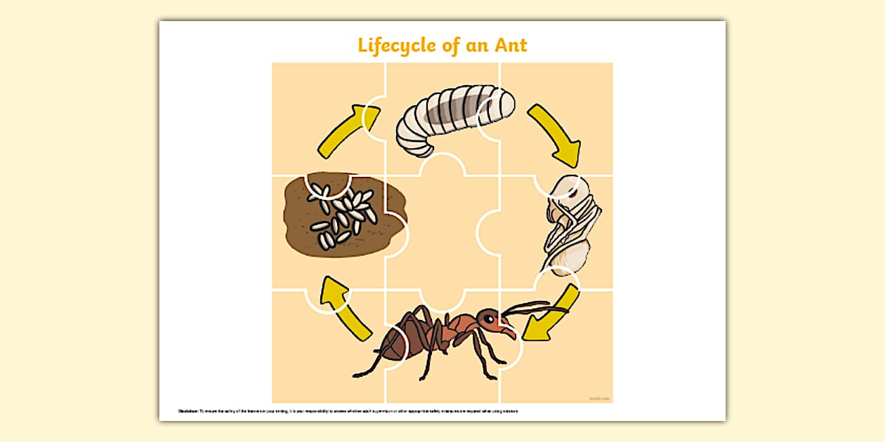 Life Cycle of an Ant Jigsaw Puzzle - Twinkl - KS1 - Twinkl
