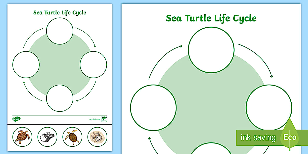 Sea Turtle Life Cycle Worksheet (Under the Sea) - Twinkl