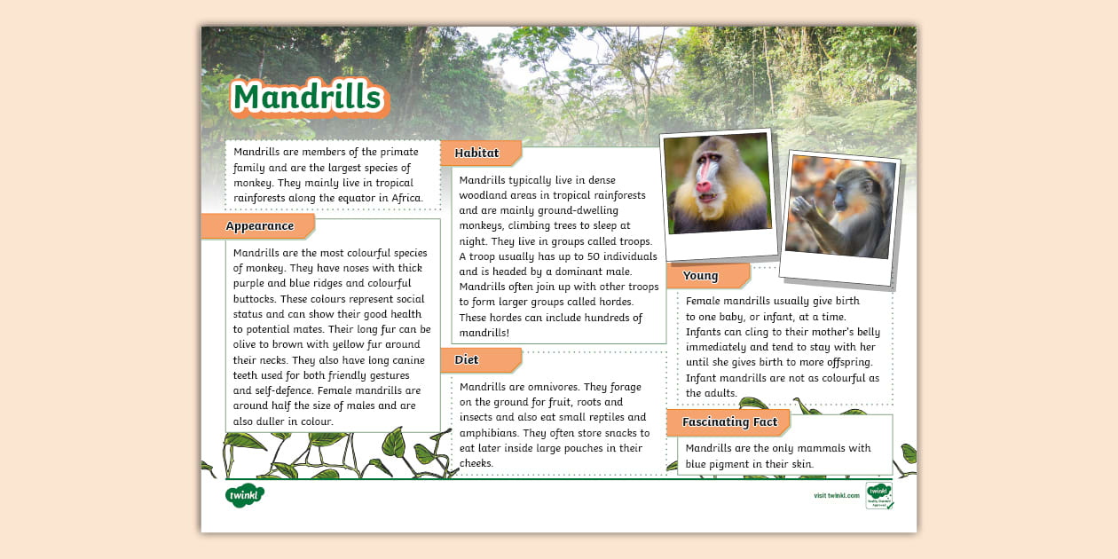 KS2 Mandrill Fact File (teacher made) - Twinkl