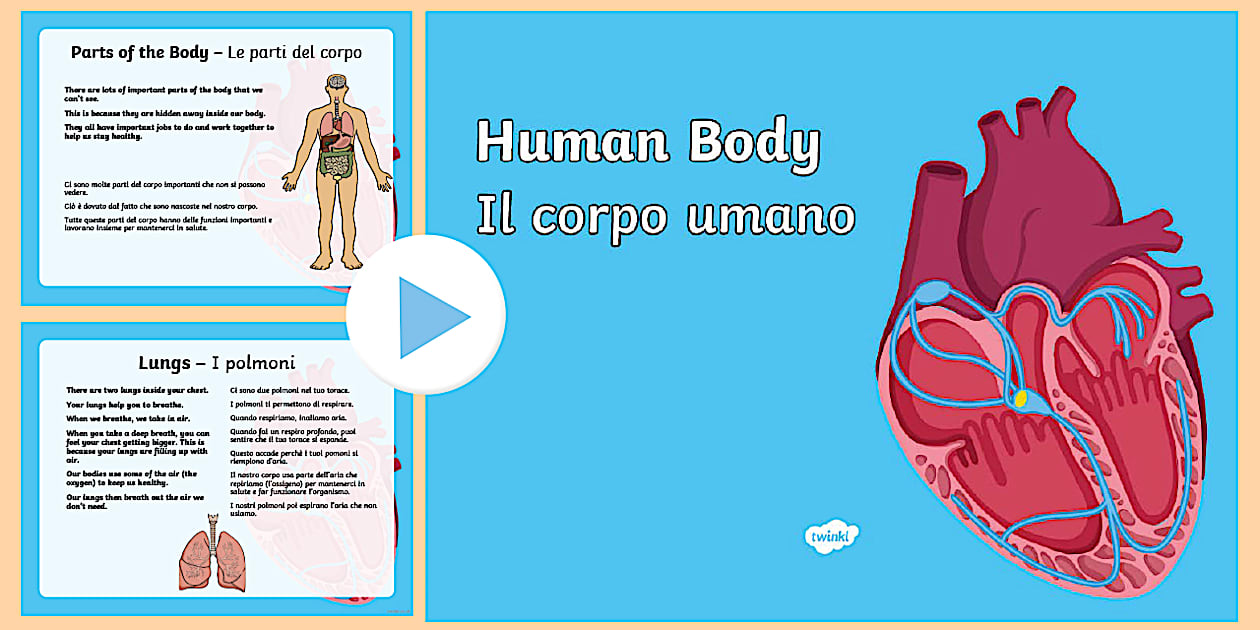 Human Body Information PowerPoint (teacher made) - Twinkl