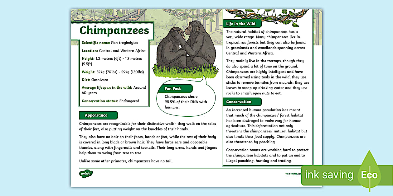 Chimpanzee Fact File - Twinkl Resources - Animals - Twinkl