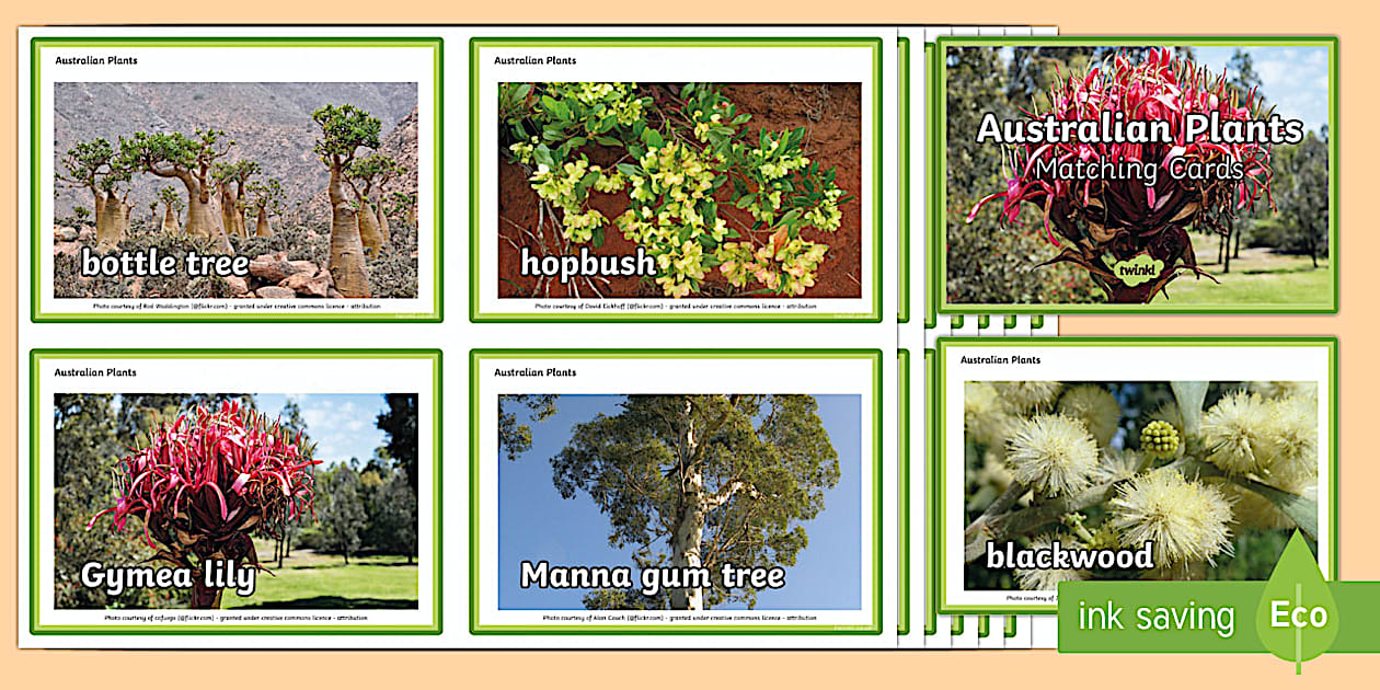 Native Australian Plants Matching Cards - Primary Resources