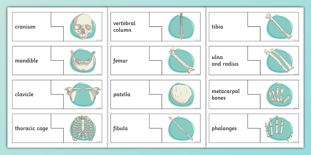 Bones of the Body Matching Puzzle - Twinkl - KS2 Science