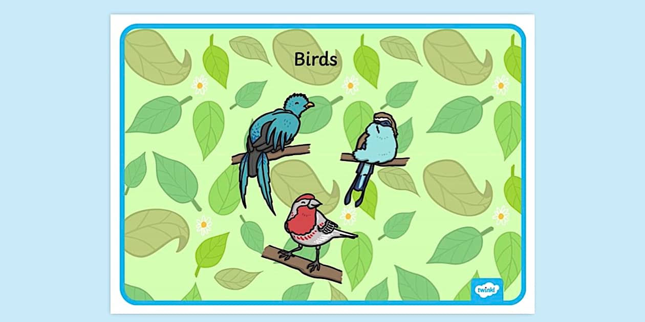 Bird Poster for KS1 | Twinkl Display Resources - Twinkl