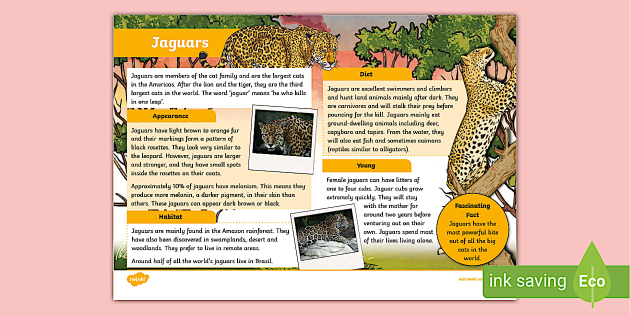 KS2 Jaguar Fact File (teacher made) - Twinkl