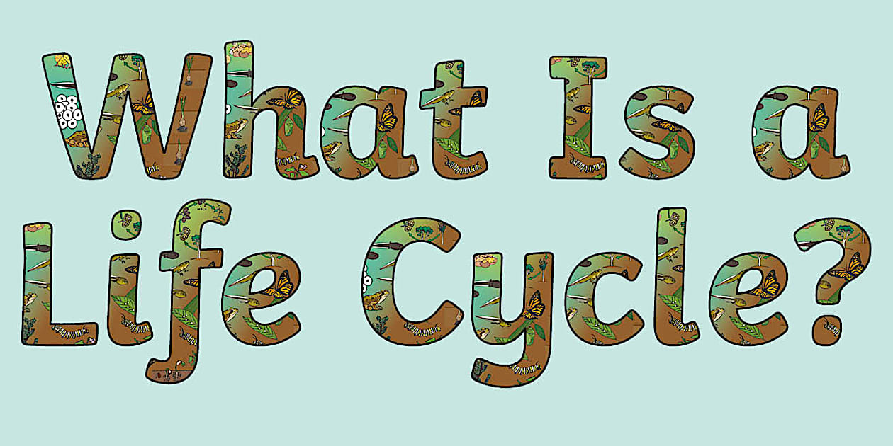 What Is a Life Cycle? Display Lettering - Twinkl - KS1