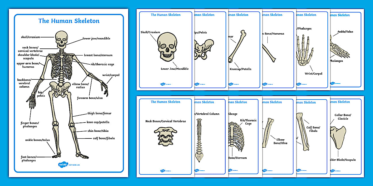 Human Skeleton Pictures With Names Display Posters - Twinkl