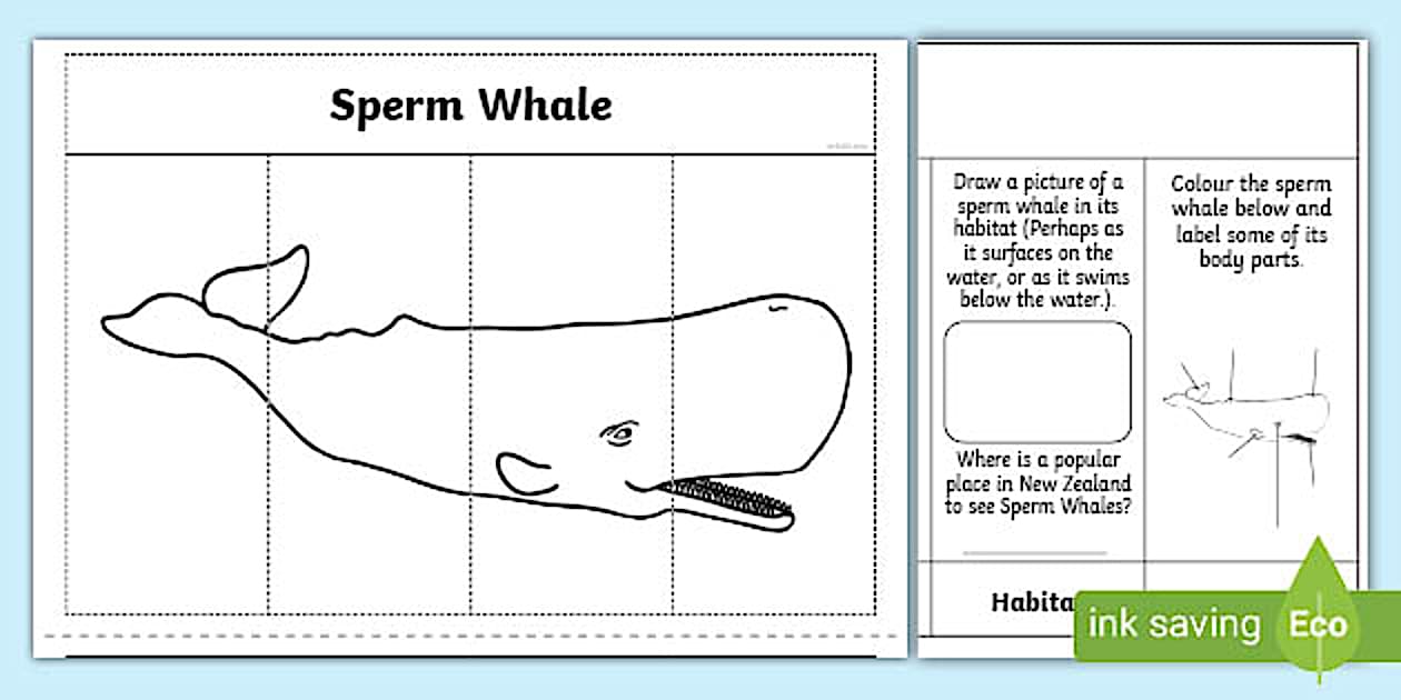 Sperm Whales Fact File Flap Book (Teacher-Made) - Twinkl