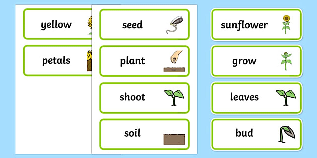 Cursive Sunflower Life Cycle Word Cards - Twinkl