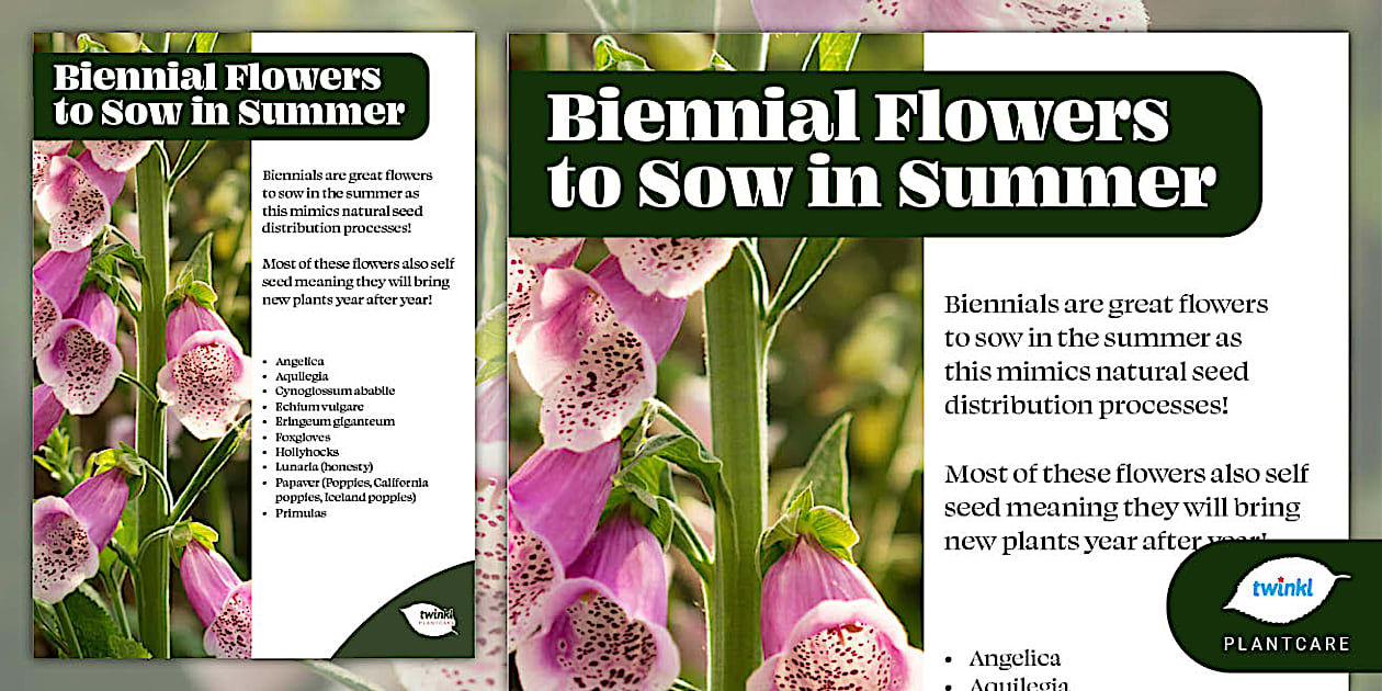 Biennial Flower Seeds to Plant in Summer | Plants, Plantcare