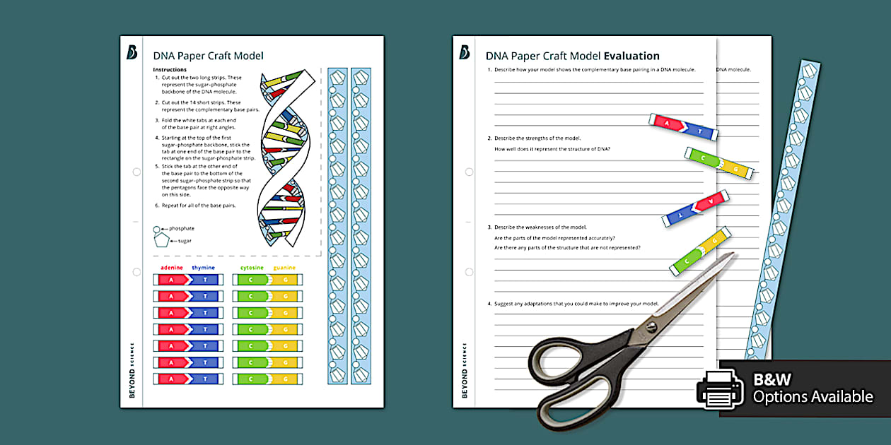 DNA Paper Craft (teacher made) - Twinkl