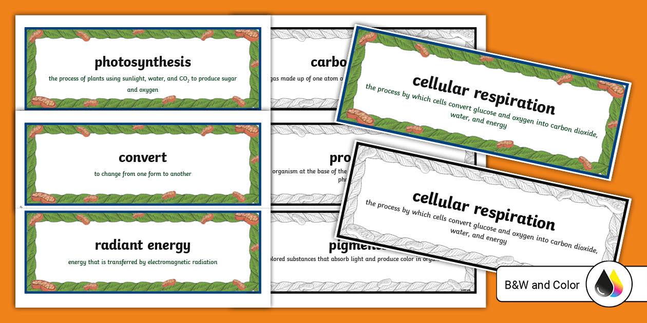 Sixth Grade Photosynthesis & Cellular Respiration Word Wall