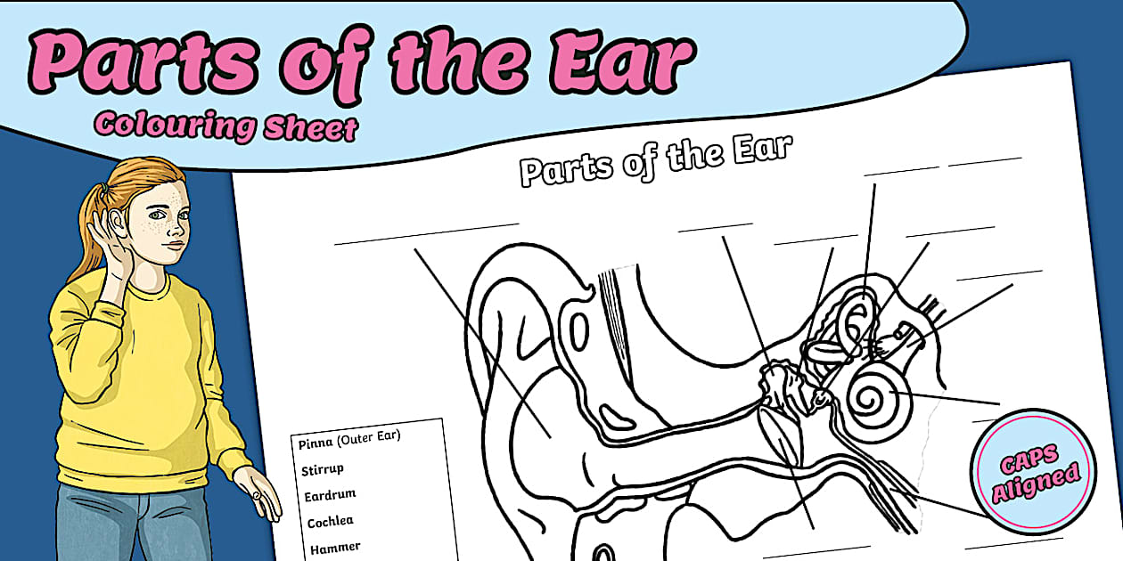 Grade 5 Natural Sciences - Parts of the Ear - Colouring Sheet (CAPS ...