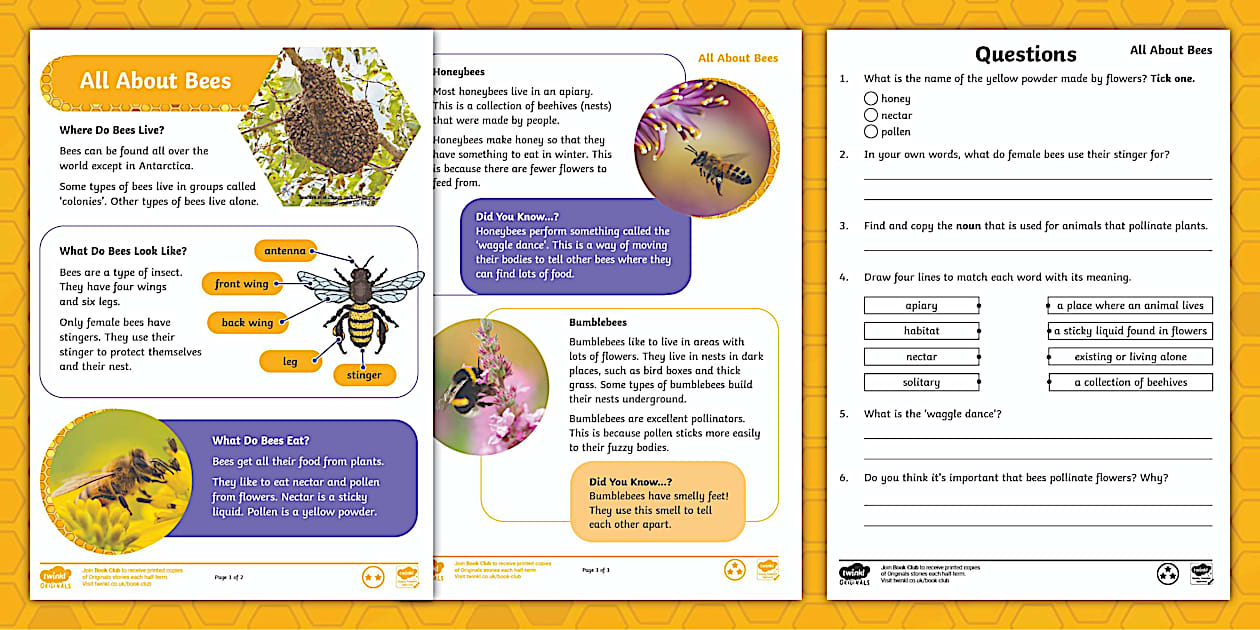All About Bees Year 2 Differentiated Non-Fiction Reading Comprehension