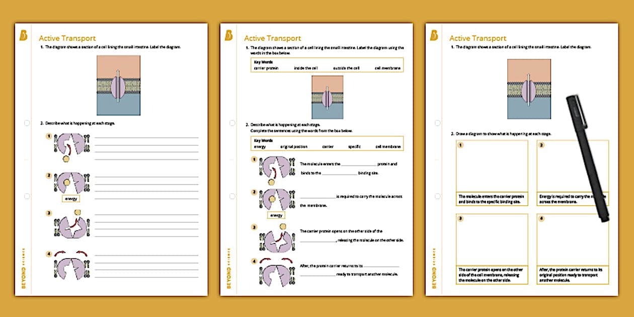 Active Transport Worksheet | AQA GCSE Biology | Beyond