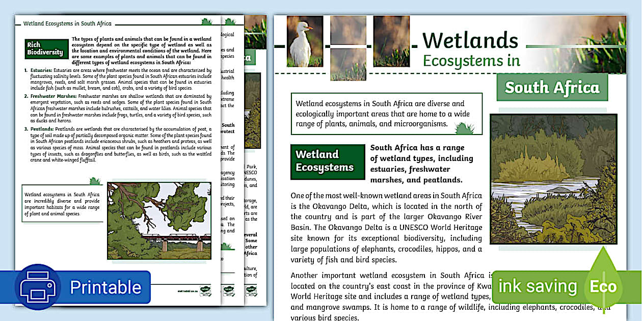 Wetland Ecosystems in South Africa I Resource I Twinkl ZA