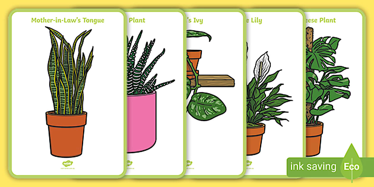 Indoor Plants Posters (teacher made) - Twinkl