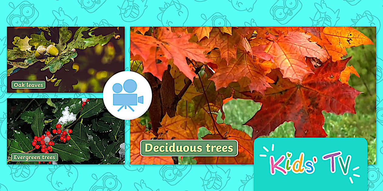 Evergreen and Deciduous Trees | Types of Trees Mini Lesson