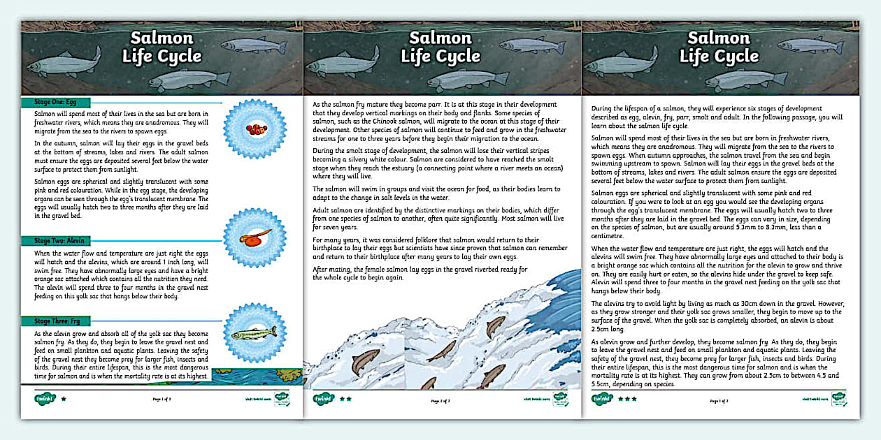 Salmon Life Cycle Differentiated Reading Comprehension