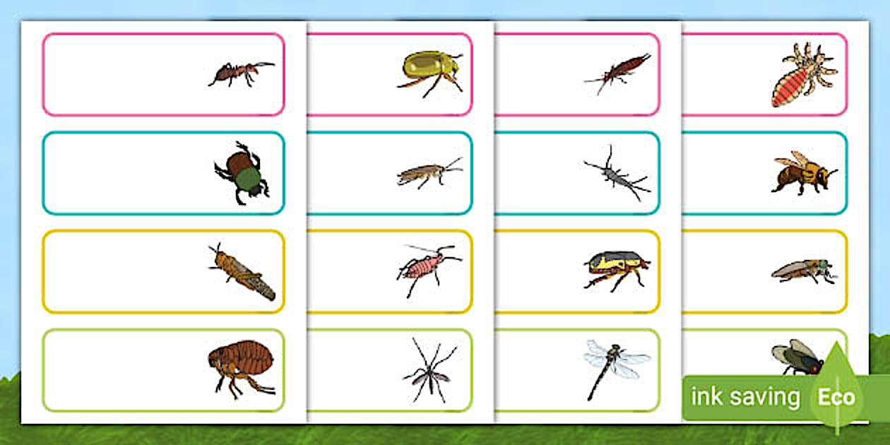 Editable Drawer - Peg - Name Labels (Minibeasts) - Twinkl