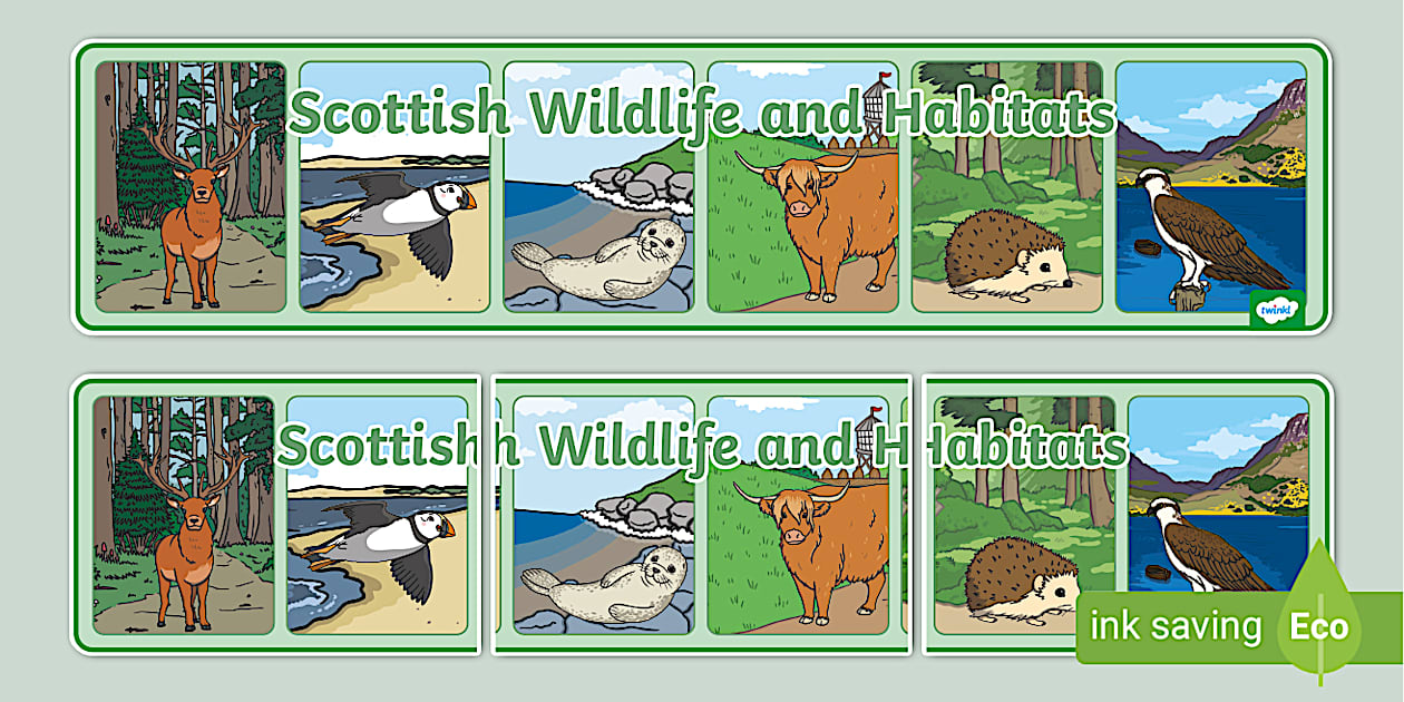 Scottish Wildlife and Habitats Display Banner (teacher made)