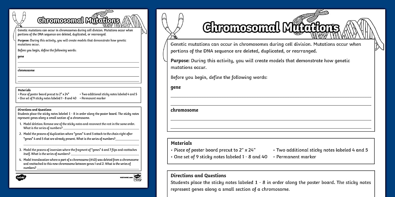 Chromosomal Mutations Modeling Worksheet for 6th-8th Grade