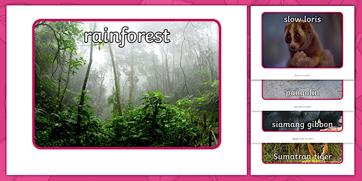 Rainforest Photo Pack (teacher made) - Twinkl