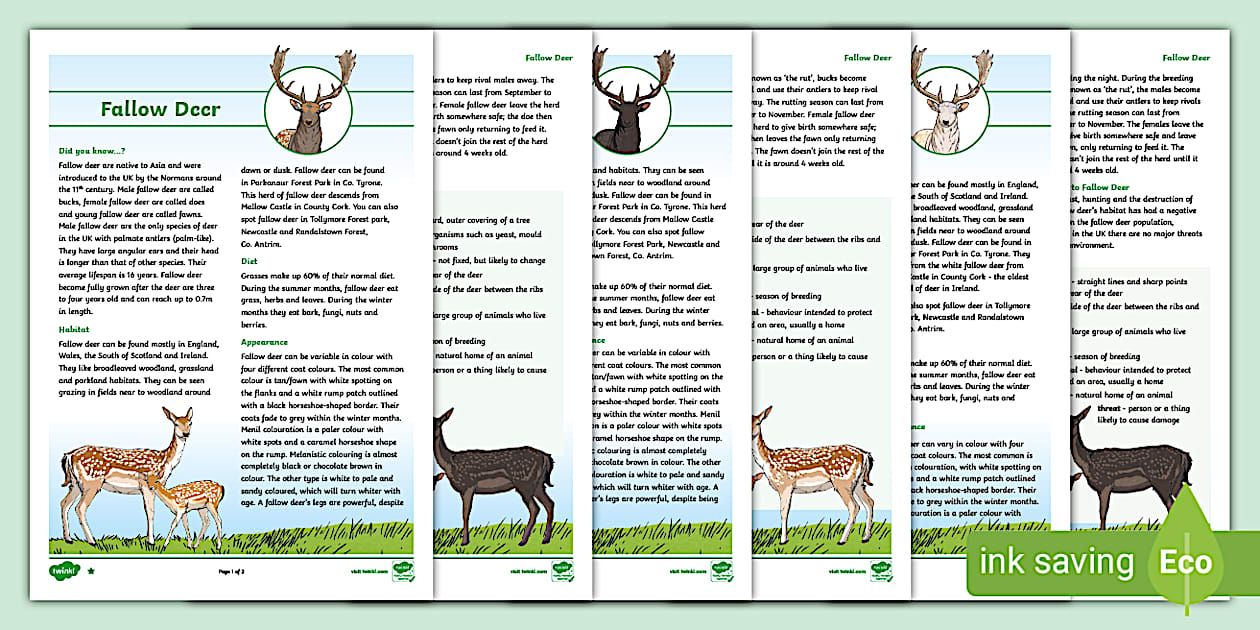 Fallow Deer Differentiated Comprehension (teacher made)