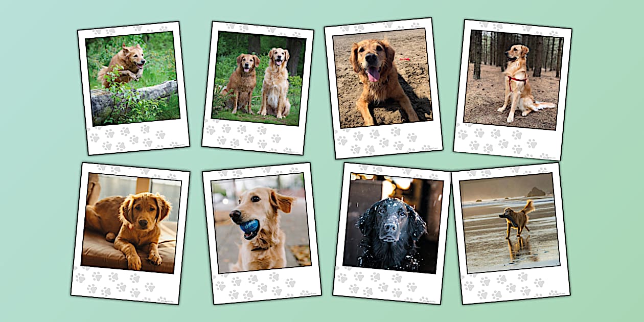 Retrievers Instant Photo Style Display Images - Twinkl
