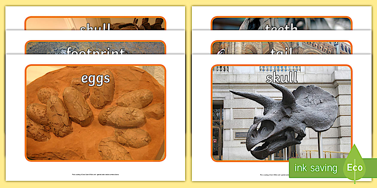Editable Dinosaur Fossil Display Photos (teacher made)