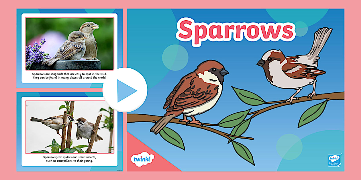 Sparrows Photo PowerPoint - Twinkl - KS1 (Teacher-Made)