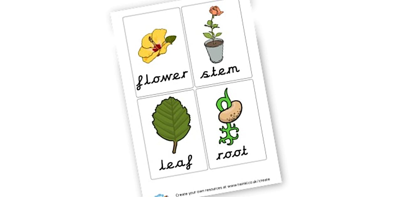 Colorful Plant Tag Labels - Teaching Resources - Twinkl