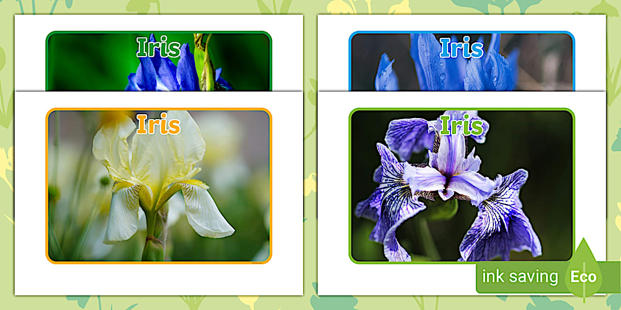 Iris Flower Photo Pack (teacher made) - Twinkl