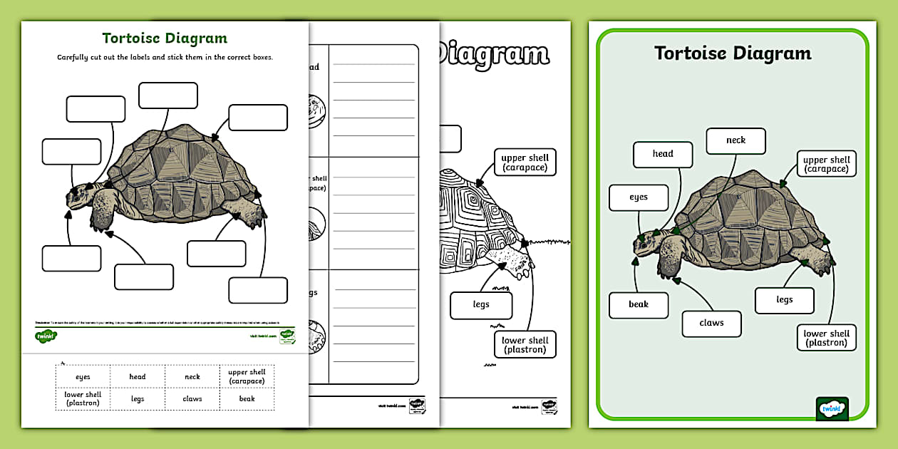 Tortoise Diagram Activity Pack (professor feito) - Twinkl