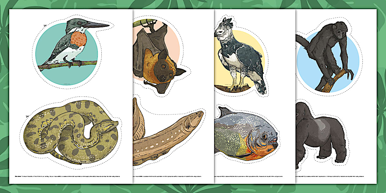 Jungle and Rainforest Animal Display Cut-Outs (teacher made)
