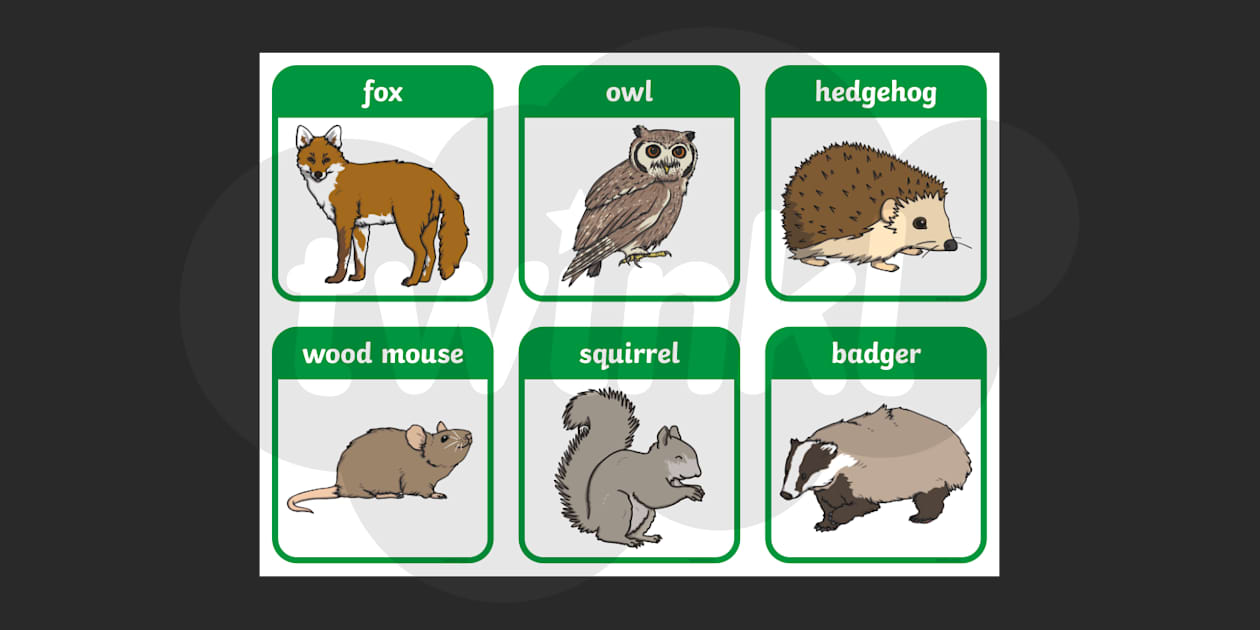 forest animals ks2