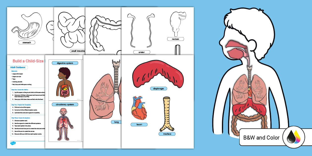Build a Child-Size Human Anatomy Model for K-2nd Grade