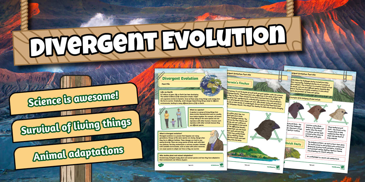 Year 5-6 Science: Divergent Evolution Fact File