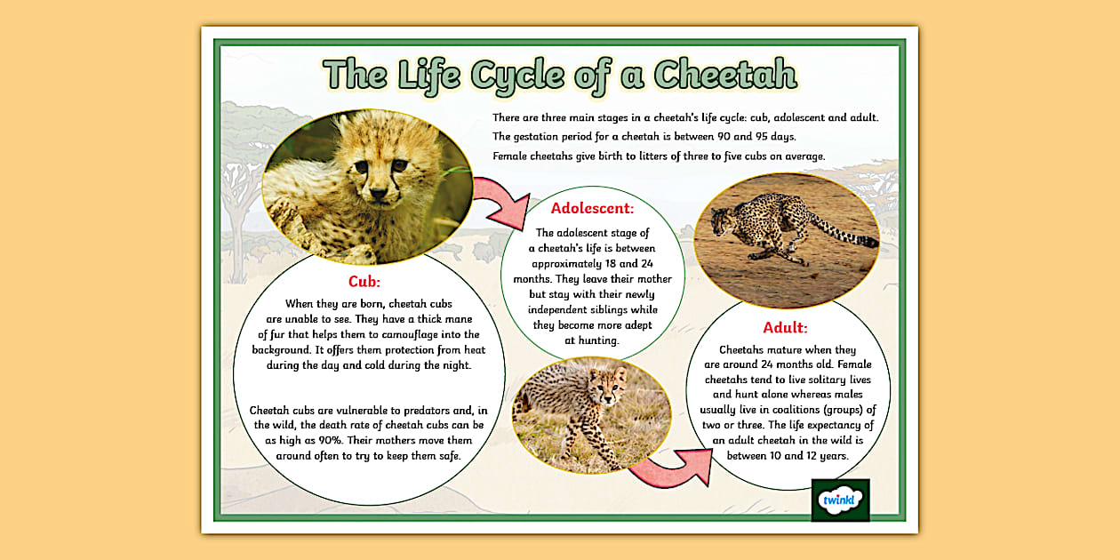 Cheetah Life Cycle Display Poster (teacher made) - Twinkl
