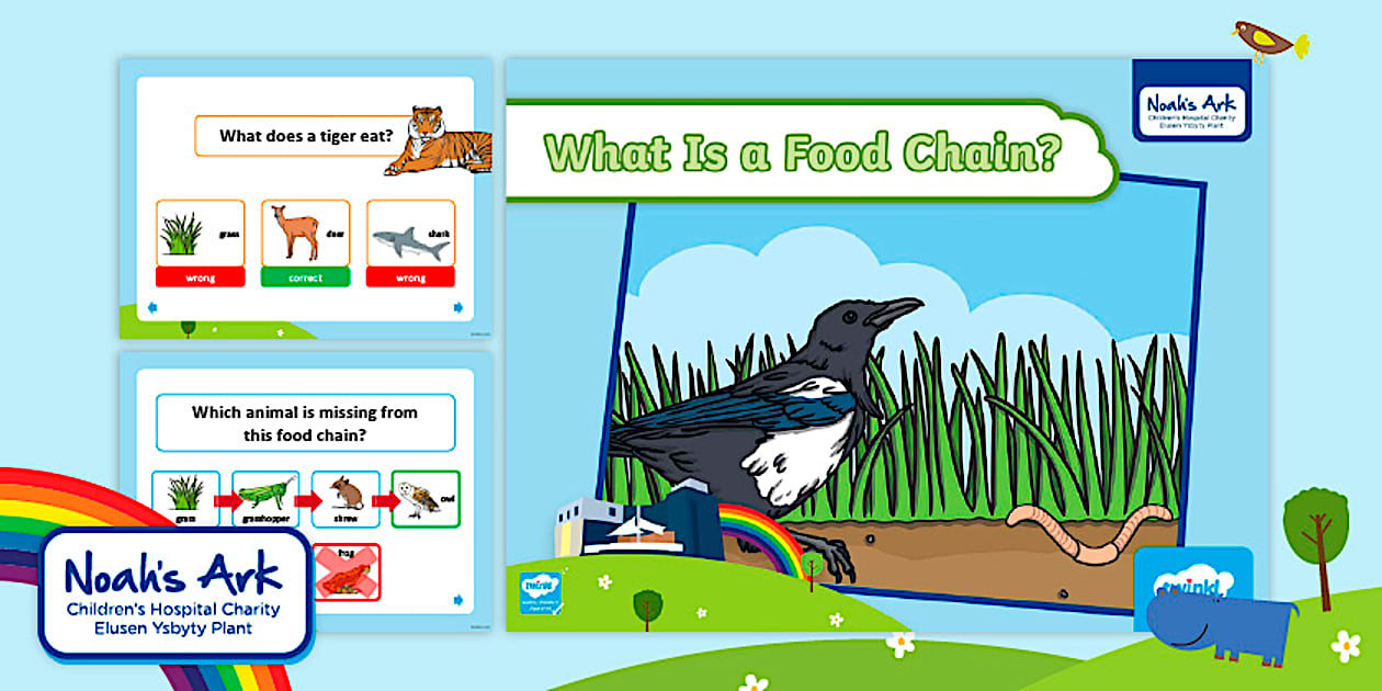 FREE! - Animal Food Chain Information Powerpoint - Twinkl