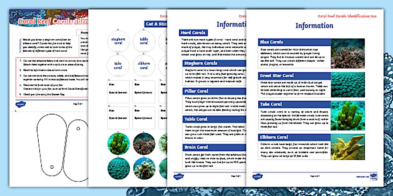 Coral Identification Activity | World Ocean Day | Twinkl USA