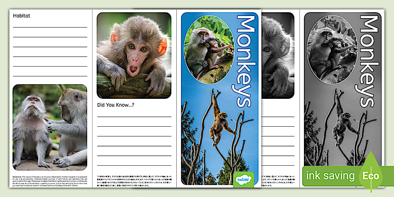 Monkeys Leaflet Template (teacher made) - Twinkl