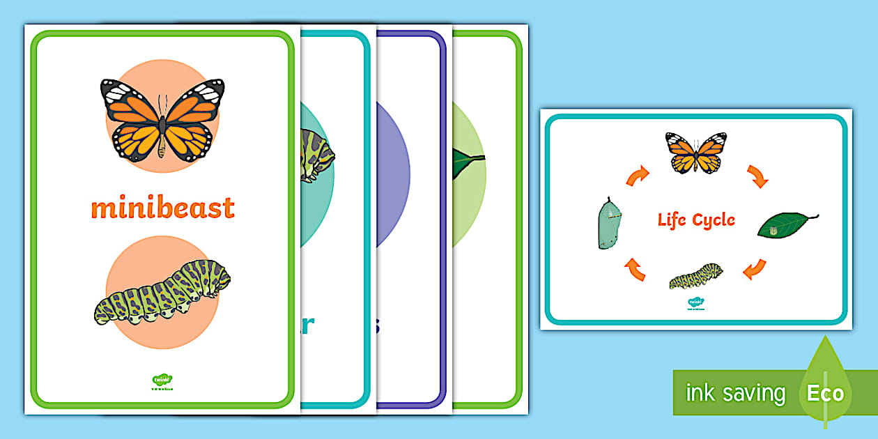 Life Cycle of a Butterfly Display Posters (teacher made)