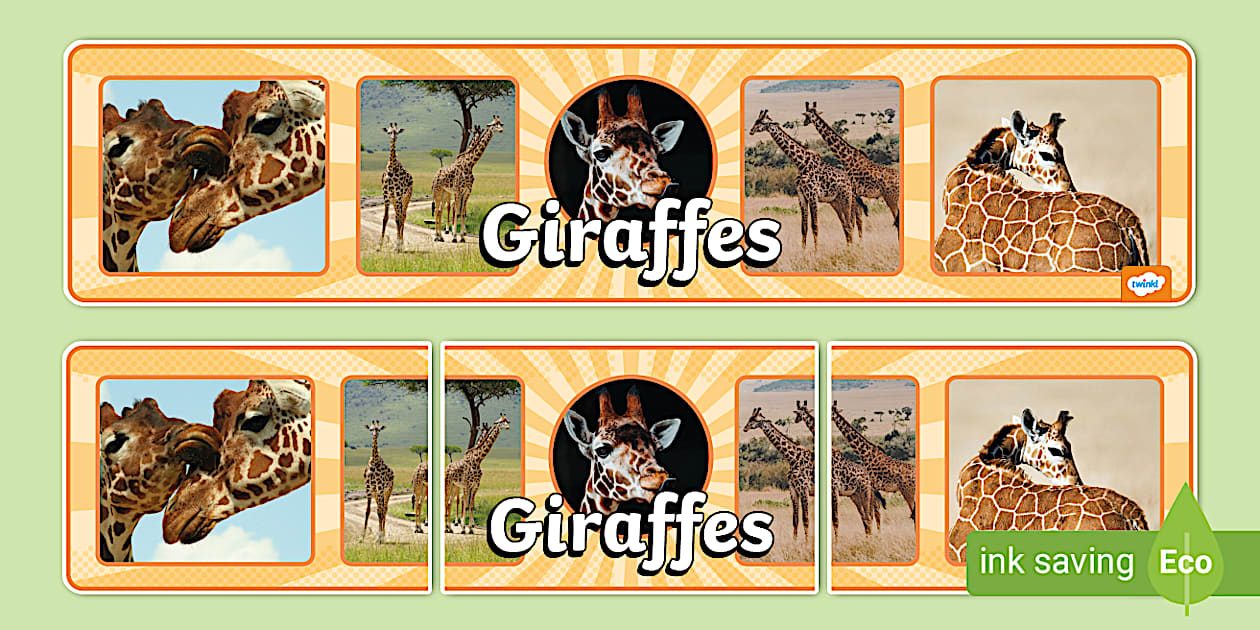 Giraffes Photo Display Banner (teacher made) - Twinkl