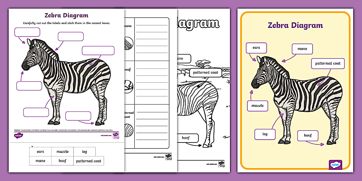 Zebra Diagram Activity Pack (teacher made) - Twinkl