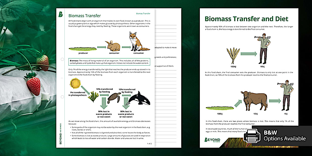 Biomass Transfer and Diet | Science | Beyond Secondary