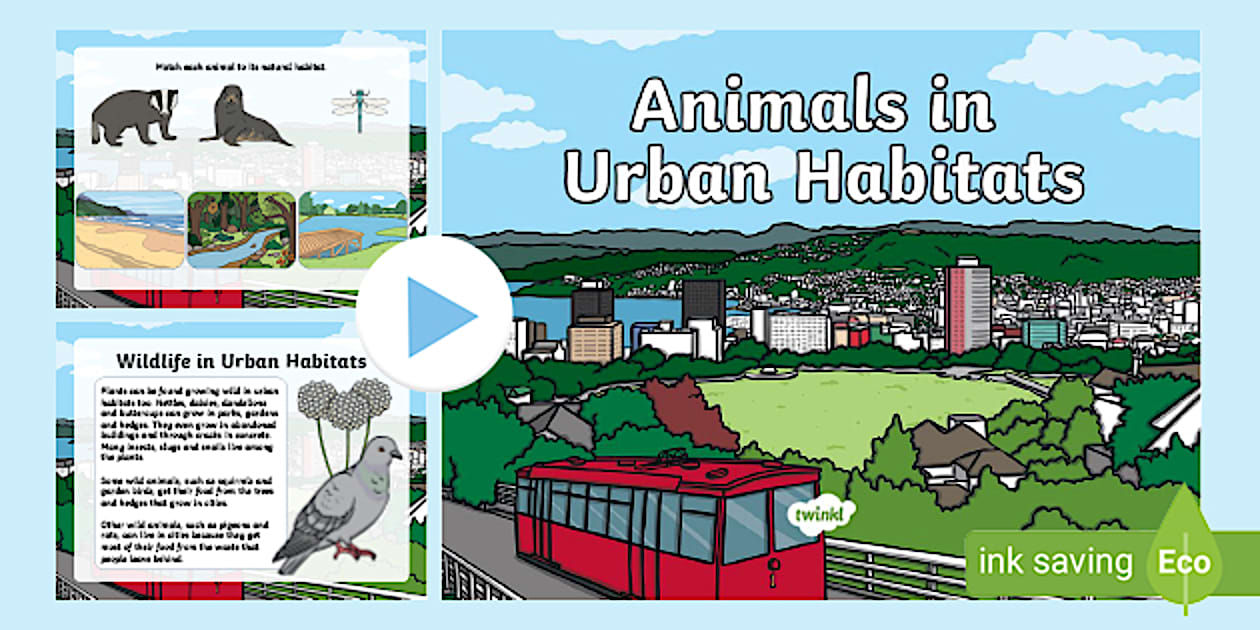 Animals in Urban Habitats PowerPoint - Year 2 - Science