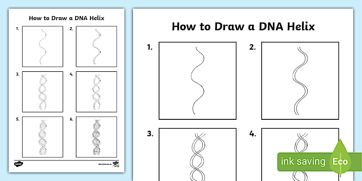 How to Draw a DNA Helix (Teacher-Made) - Twinkl